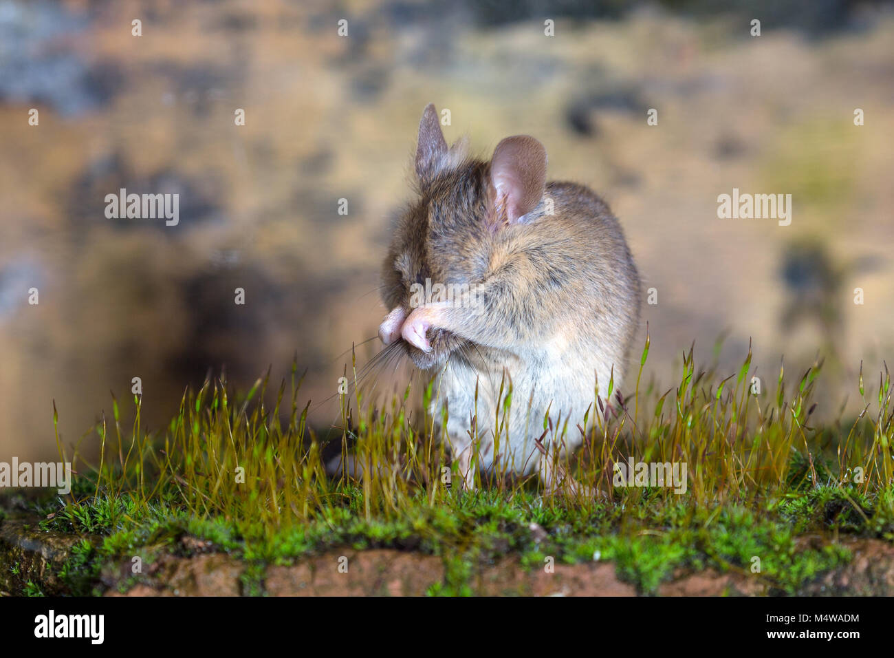 Mouse mus musculus Stock Photo - Alamy