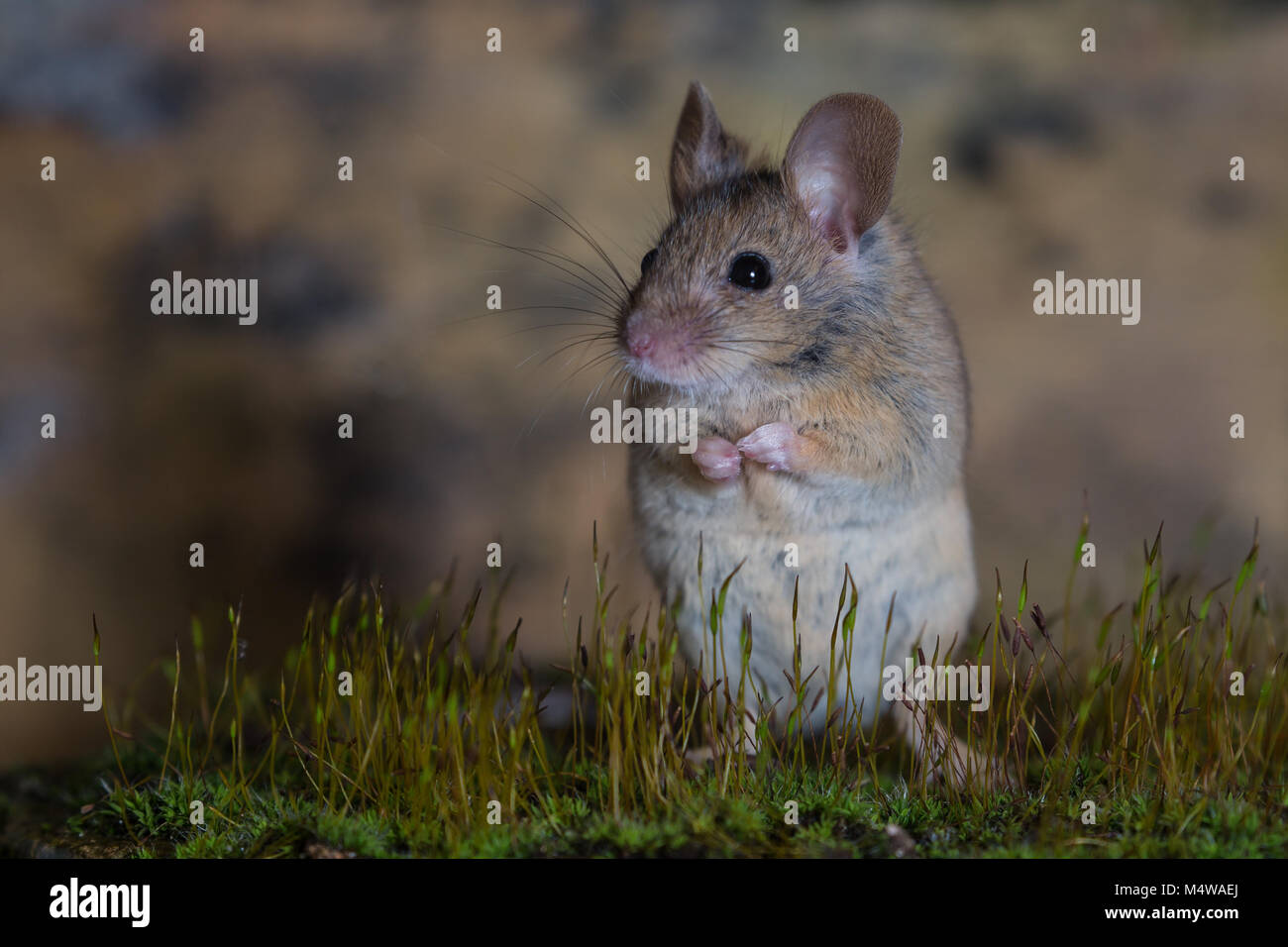 Mouse mus musculus Stock Photo - Alamy