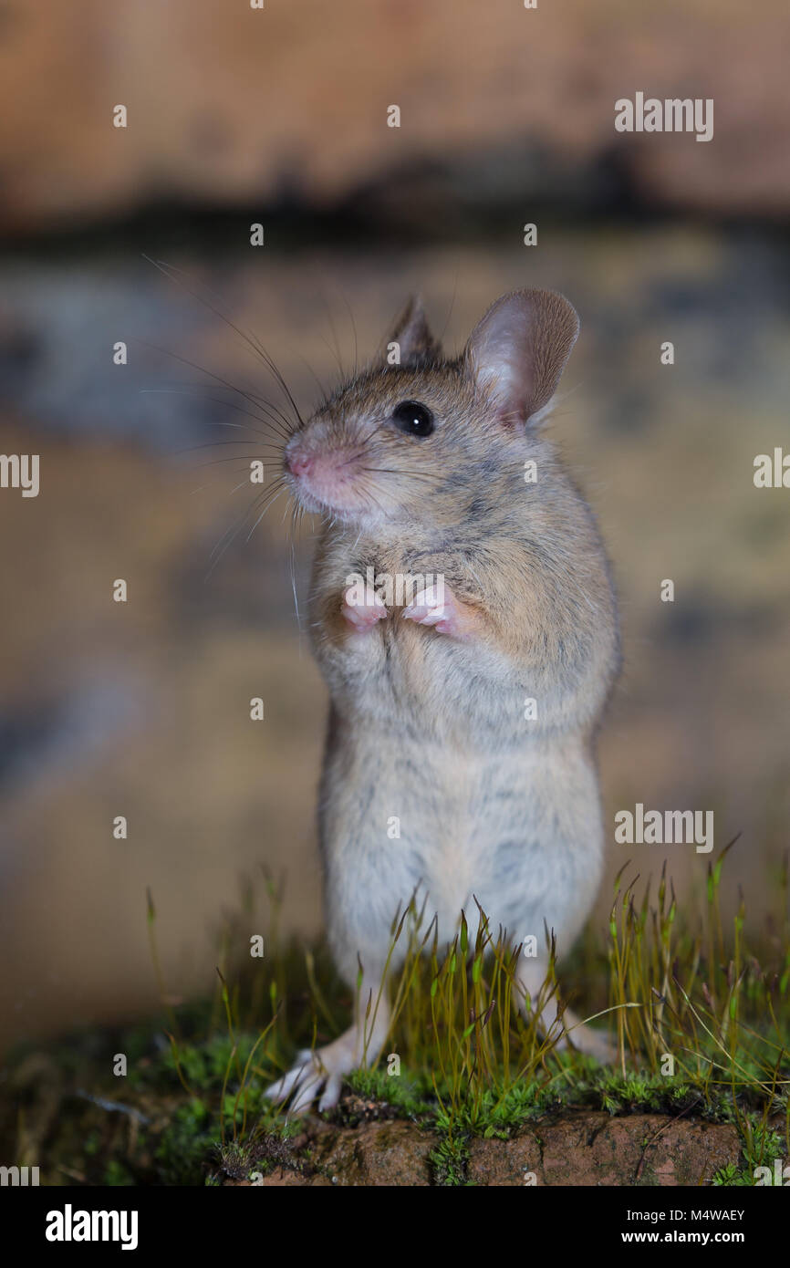 Tom jerry mouse hi-res stock photography and images - Alamy