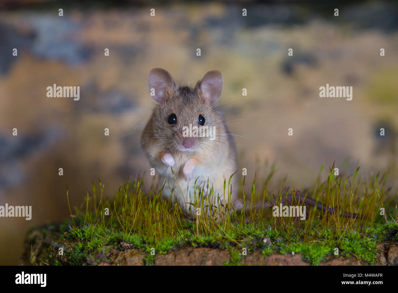 Mus musculus cat hi-res stock photography and images - Alamy