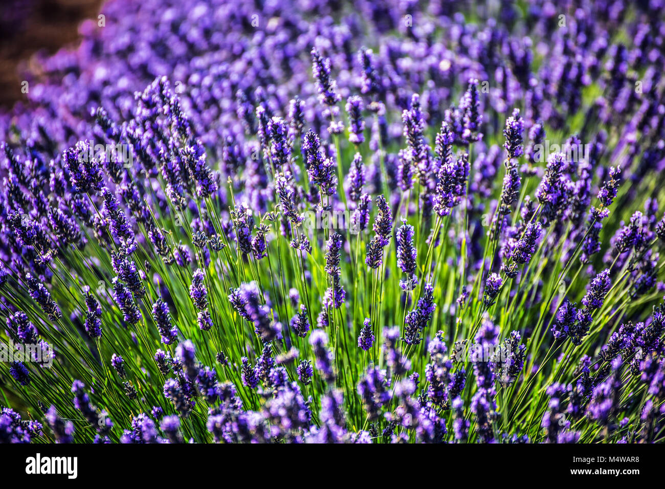 Lavender flowers close up Stock Photo - Alamy