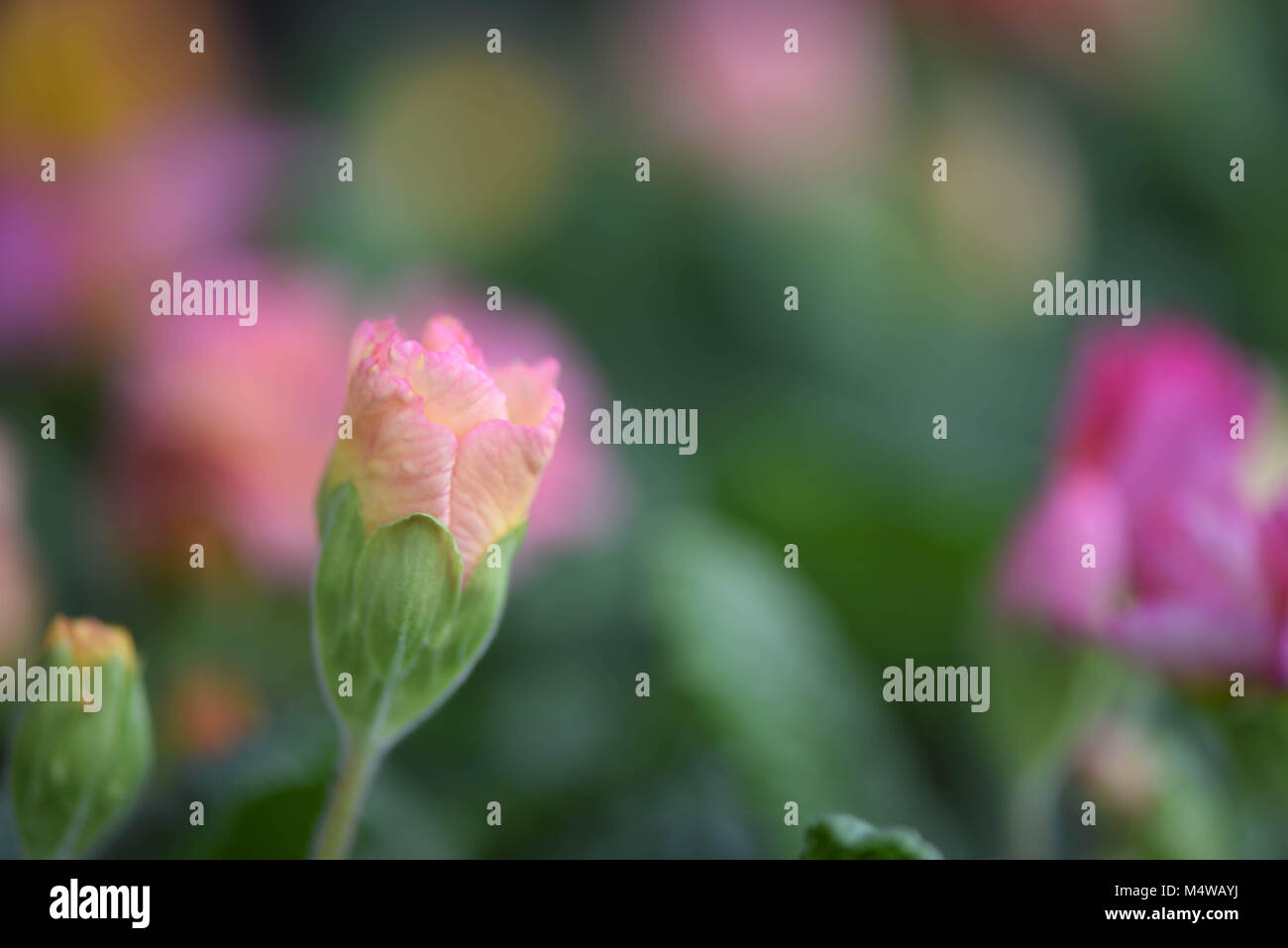 Primroses in nature hi-res stock photography and images - Alamy