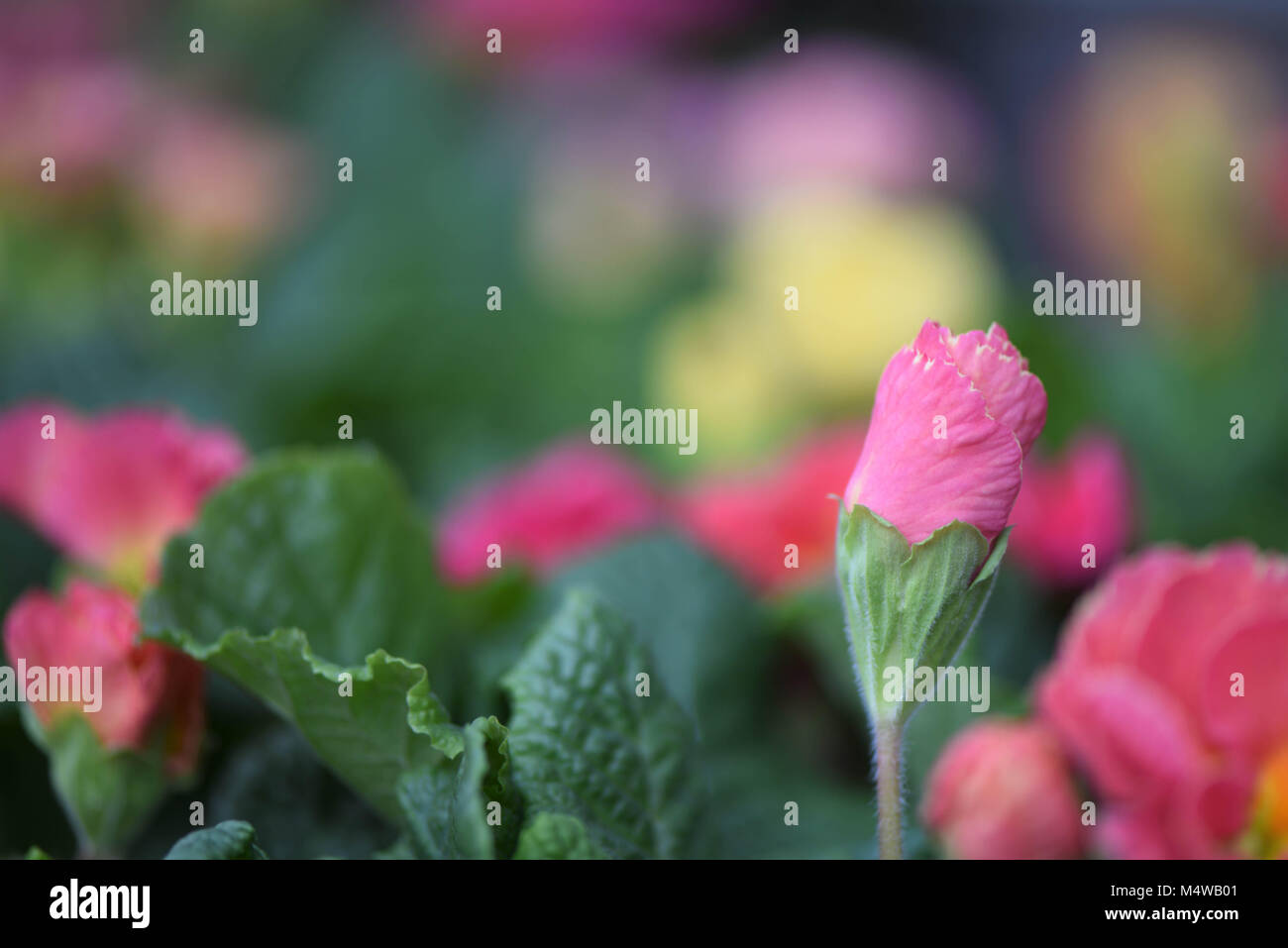 flowers of pink primroses in bud with pastel colors Stock Photo - Alamy