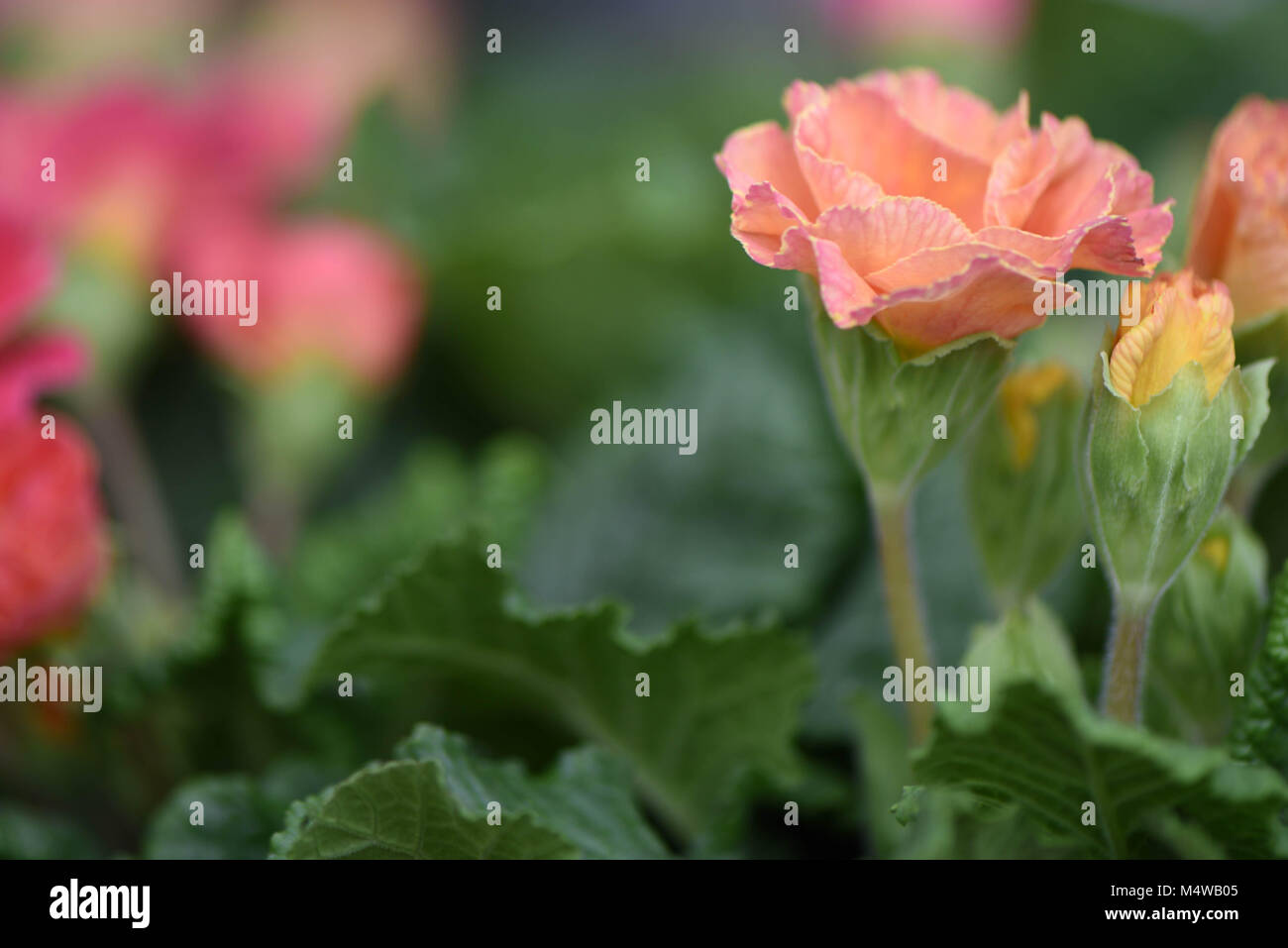 beautiful primrose flowers in peach coral colors Stock Photo - Alamy