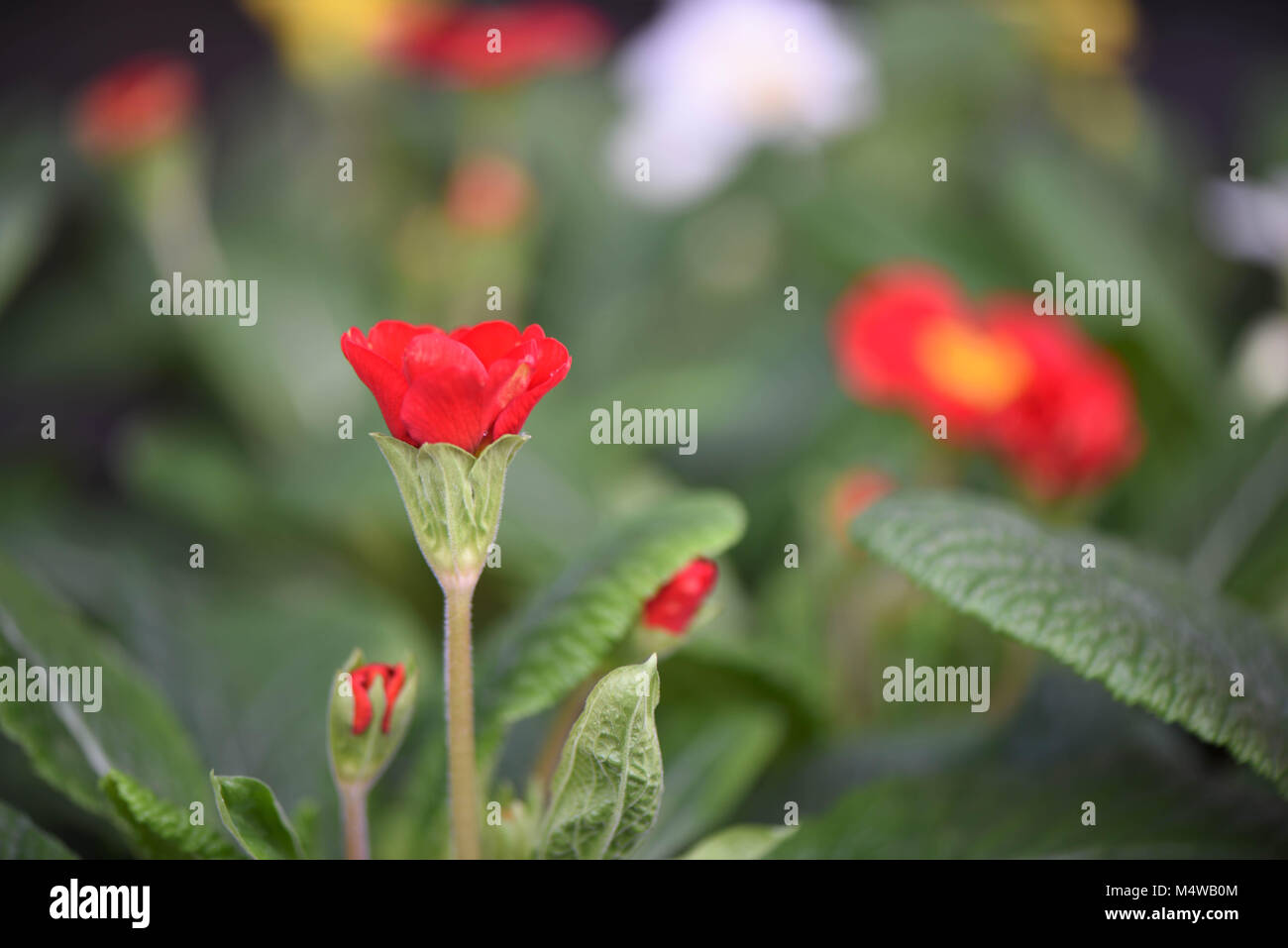 Primrose time hi-res stock photography and images - Alamy