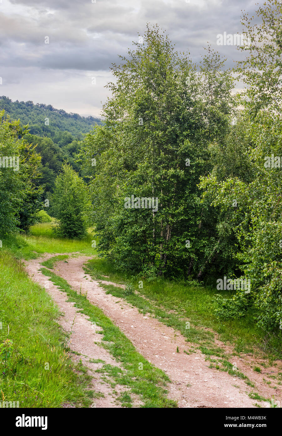 forest road among tall trees with green foliage. beautiful nature ...
