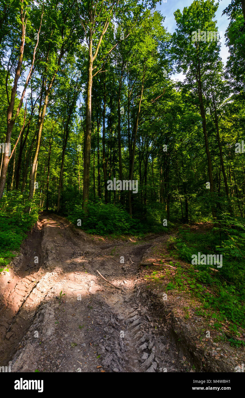 Road tall trees hi-res stock photography and images - Alamy