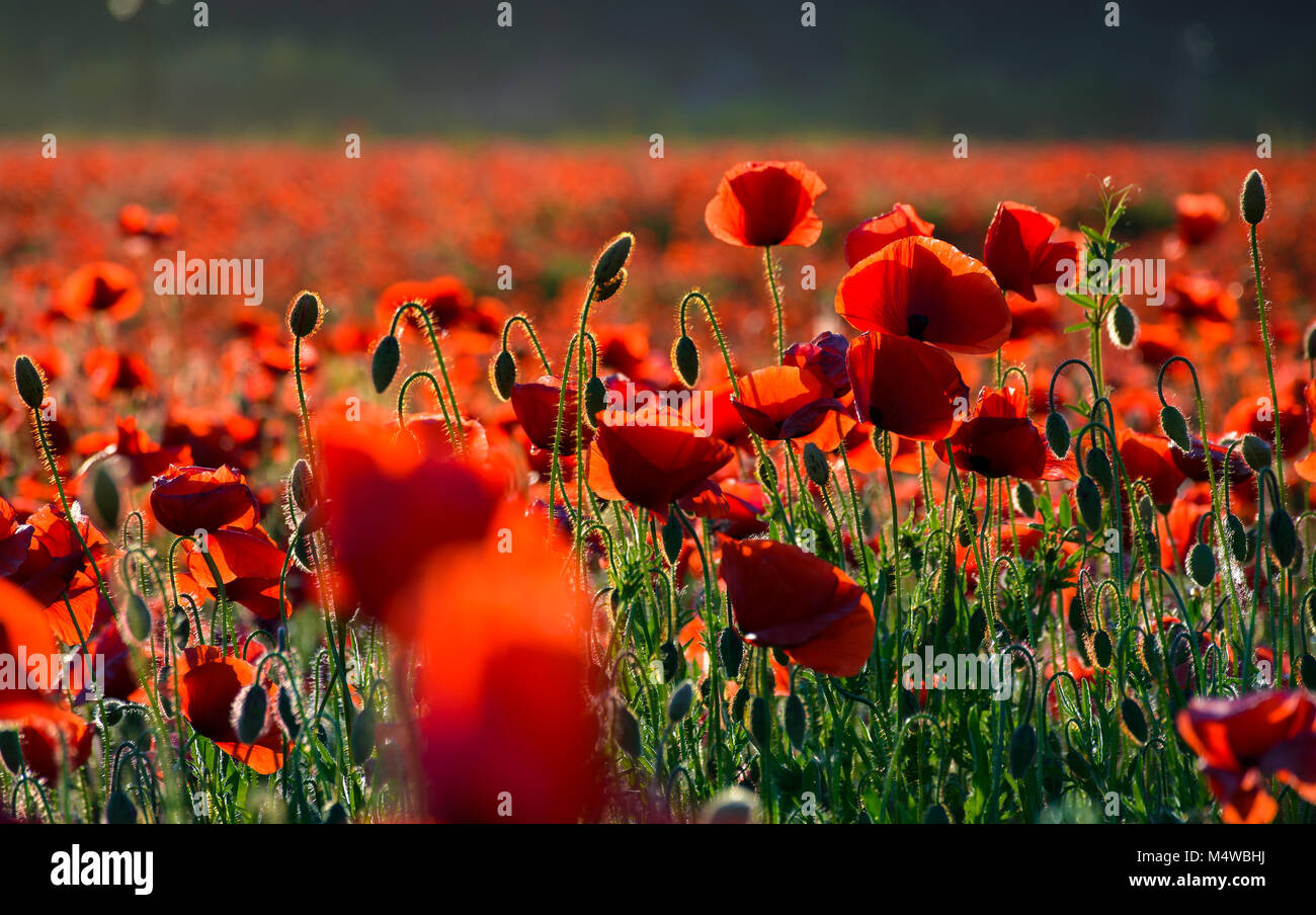 vivid red poppy field at sunset. beautiful summer background Stock ...