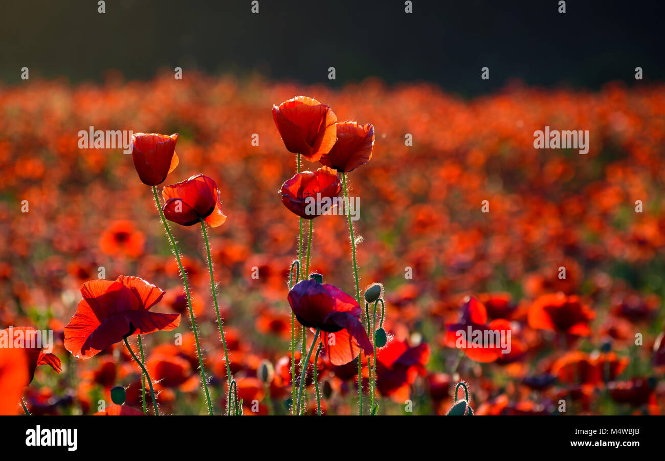 vivid red poppy field at sunset. beautiful summer background Stock ...