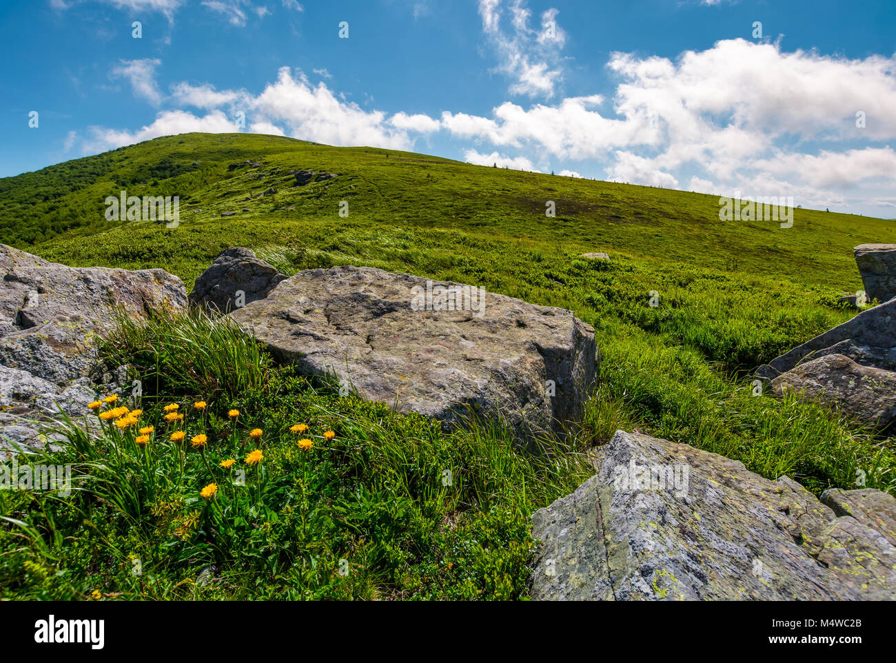 rocks and dandelions on grassy hillside. lovely summer nature scenery ...