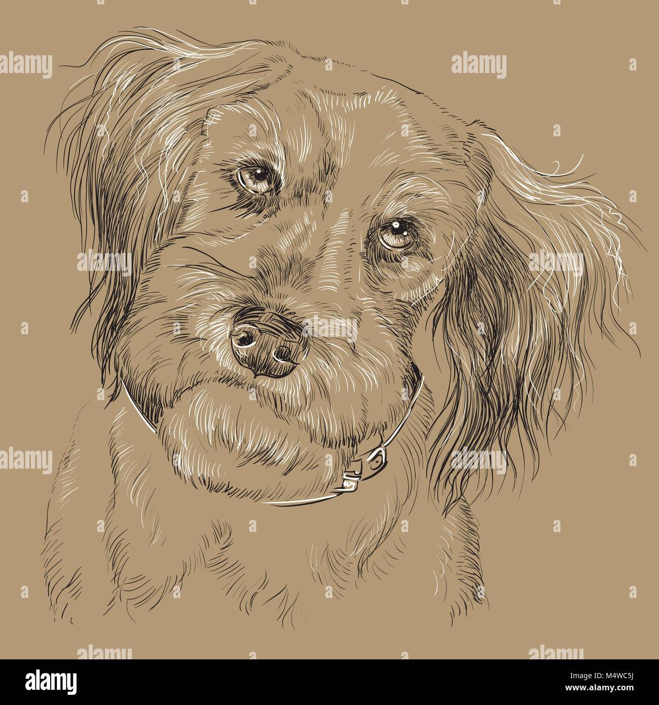 Fluffy white dog on Stock Vector Images - Alamy