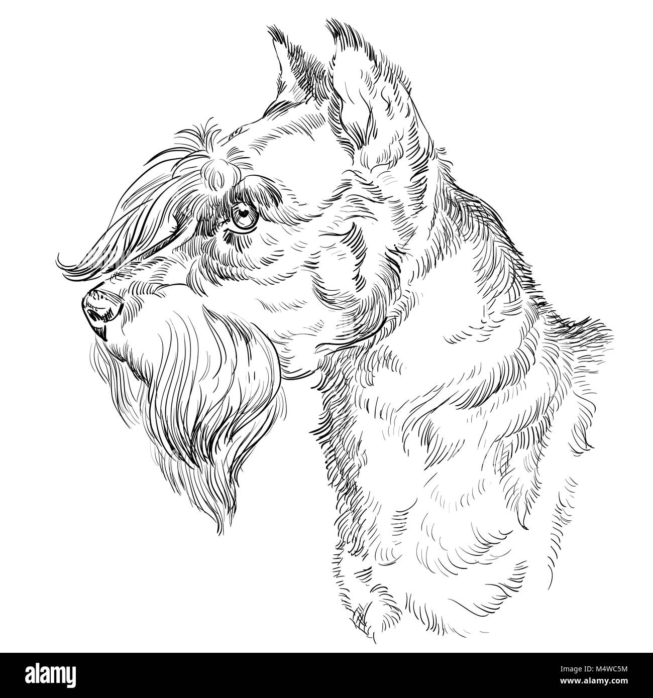 Miniature Schnauzer dog vector hand drawing illustration in black color ...