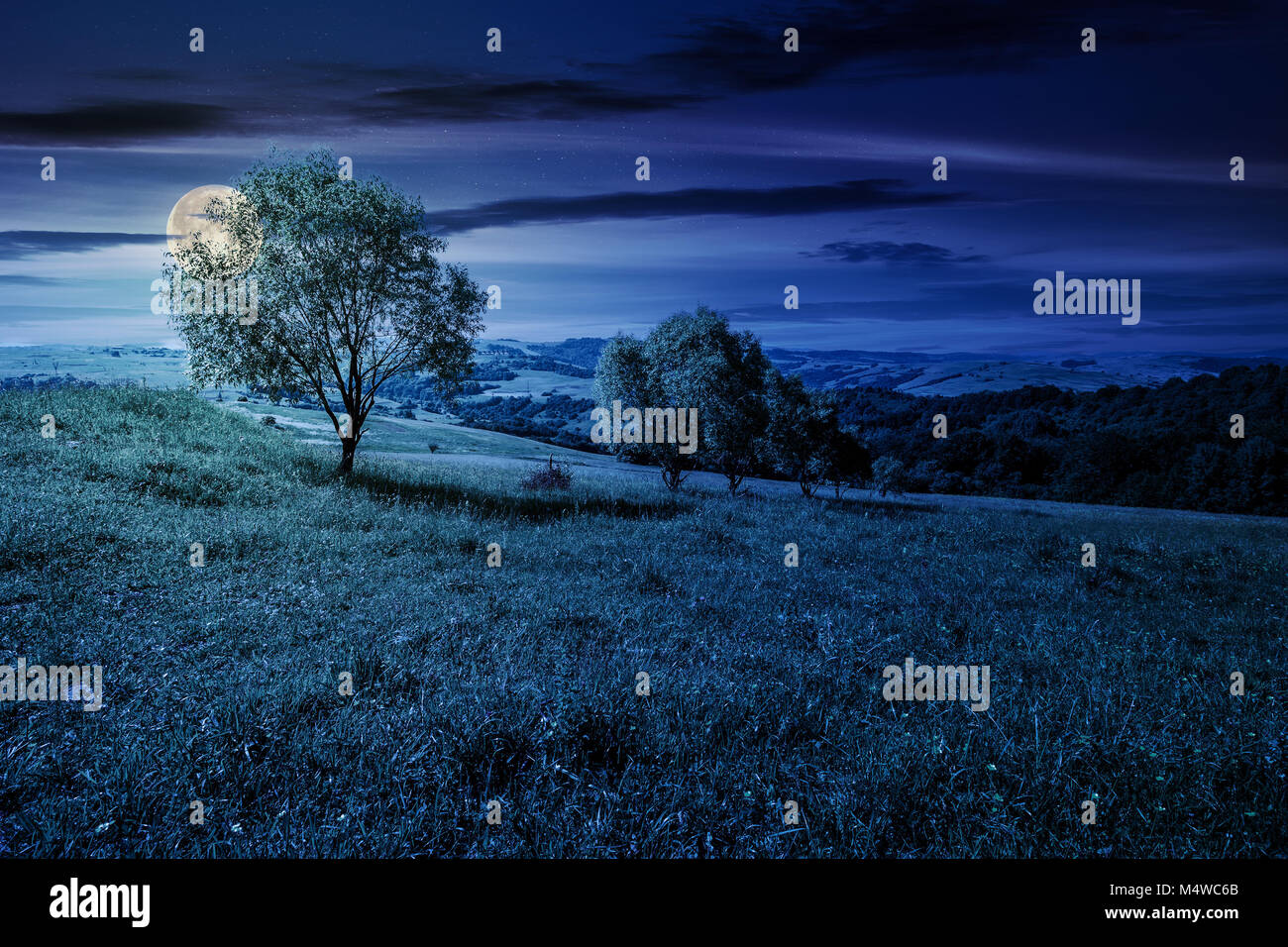 row of trees on grassy slope at night in full moon light. lovely ...