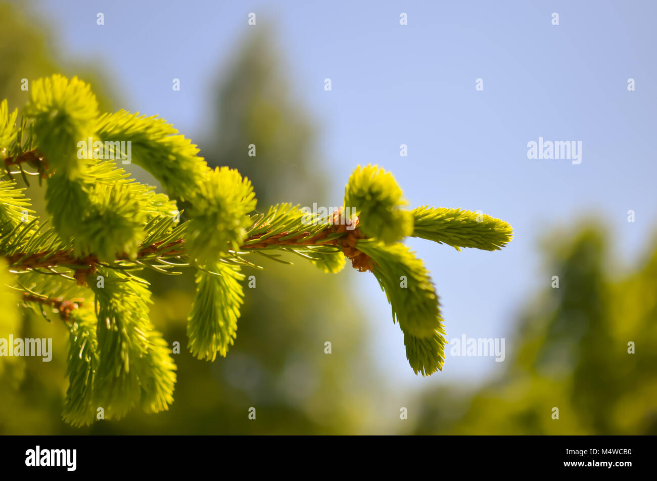 Spruce sprout close up hi-res stock photography and images - Alamy