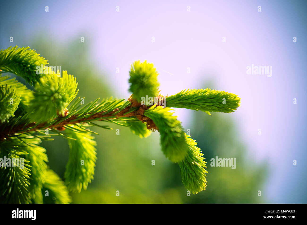 young sprout of spruce, natural forest background Stock Photo - Alamy