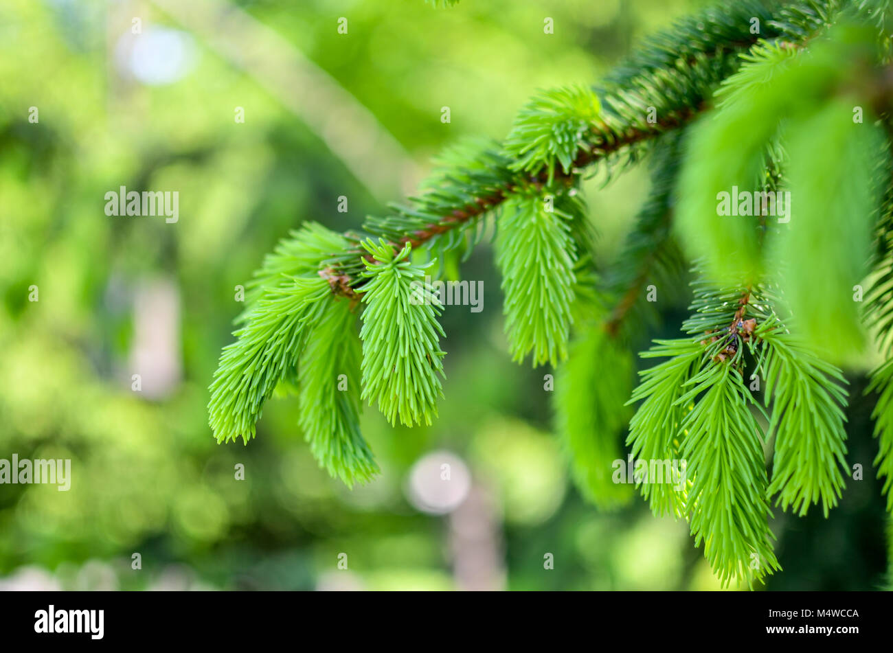 young sprout of spruce, natural forest Stock Photo - Alamy