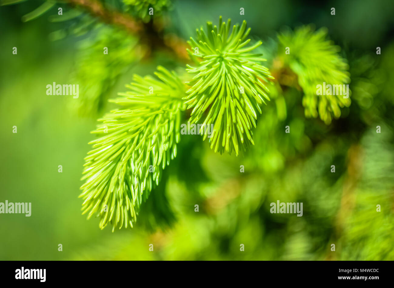 young sprout of spruce, natural forest Stock Photo - Alamy