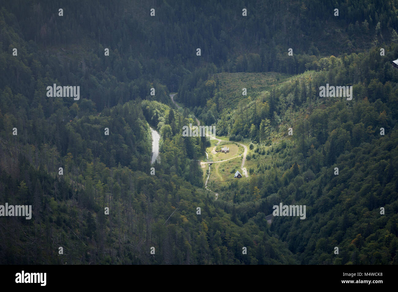 forest aerial view Stock Photo - Alamy