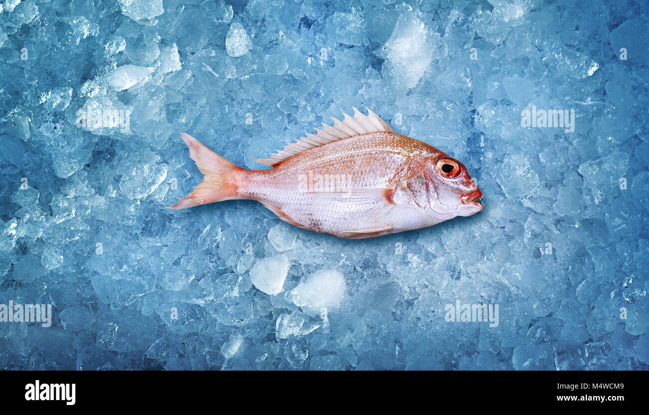 White pink fish with a sharp upper fin lying on a cold blue ice Stock ...