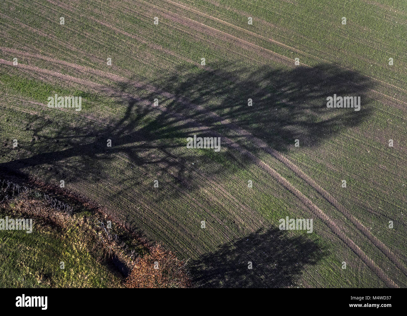The shadow of a leafless tree in Winter on farmland in Worcestershire ...
