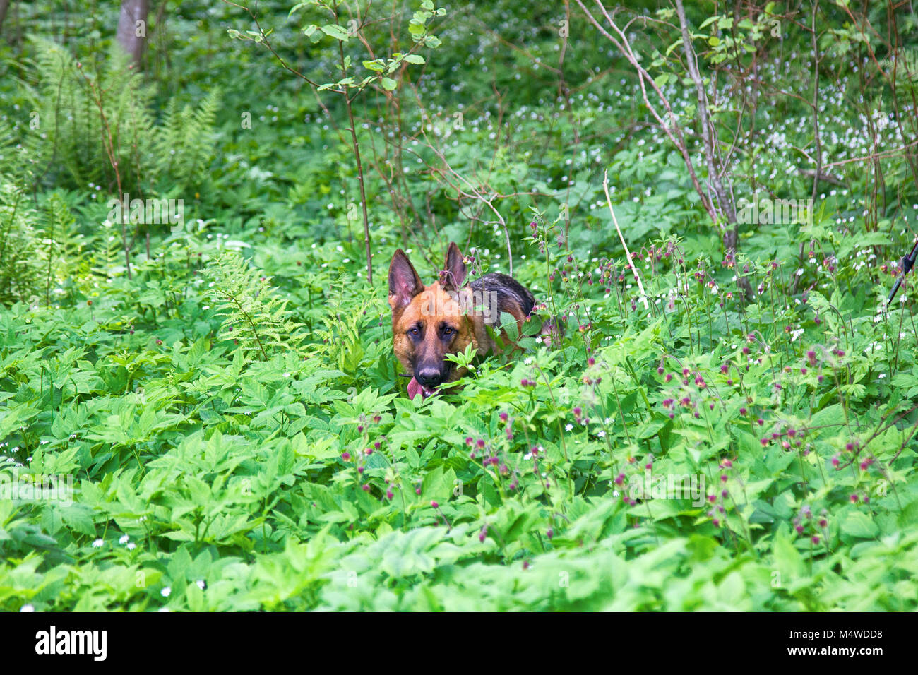 Cadaver training hi-res stock photography and images - Alamy