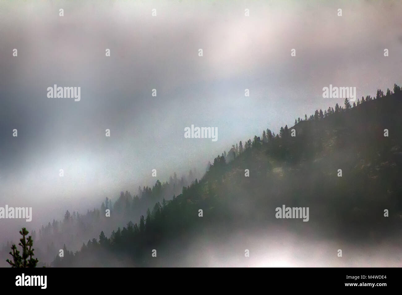 Morning mist over boreal forest hi-res stock photography and images - Alamy