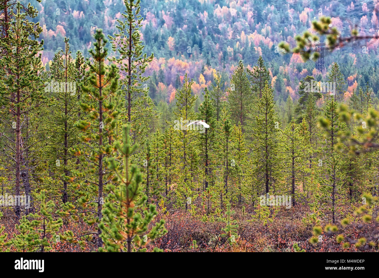 Gymnospermous wood hi-res stock photography and images - Alamy