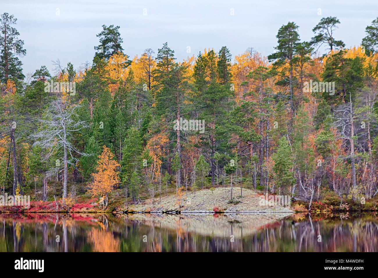 Autumn Golden forest on shore of lake. North country and vibrant fall ...