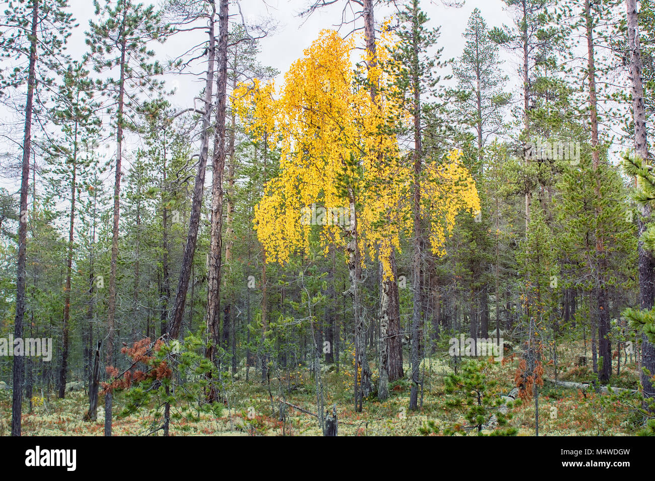 Mellow autumn. Autumn weeping birch among pine trees as girl in short ...