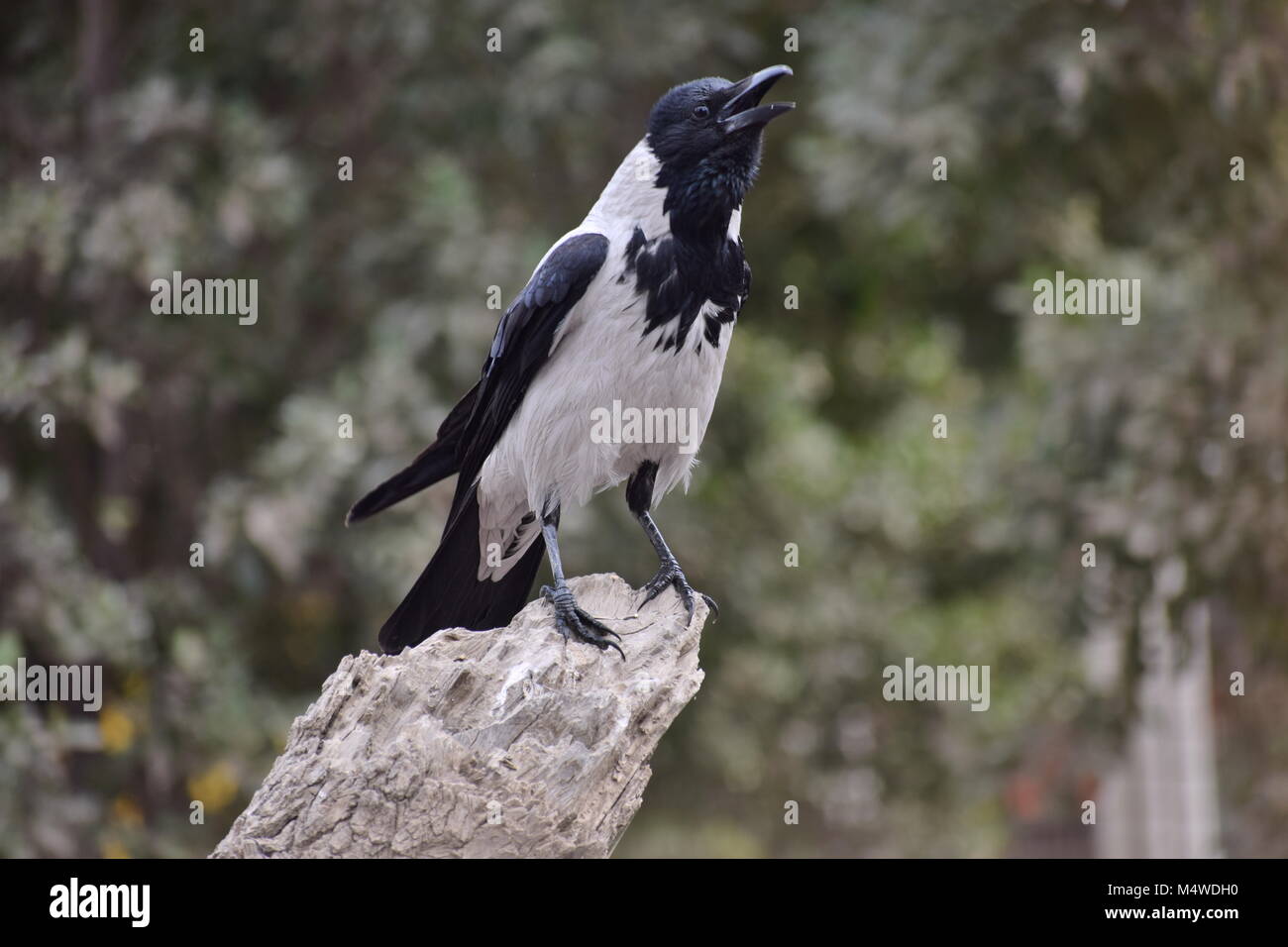 Crow with white feathers hi-res stock photography and images - Alamy