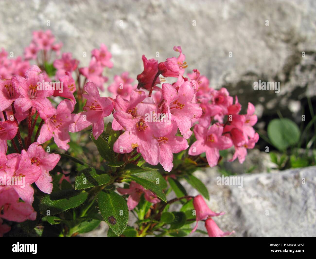 Alpine rose 3 Stock Photo - Alamy