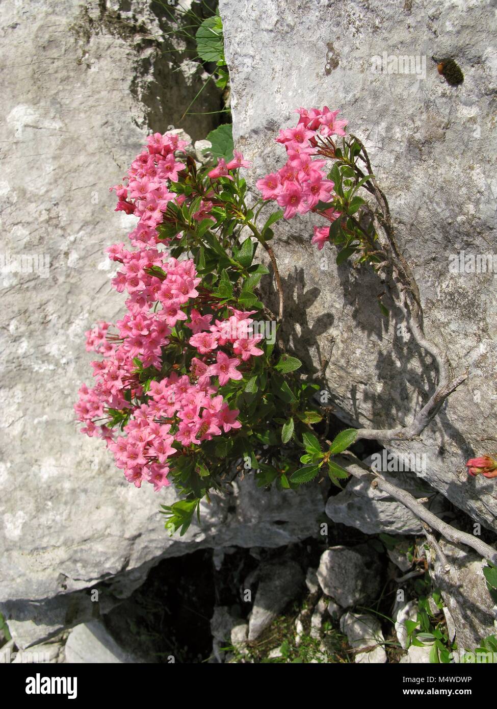 Alpine rose 4 Stock Photo - Alamy