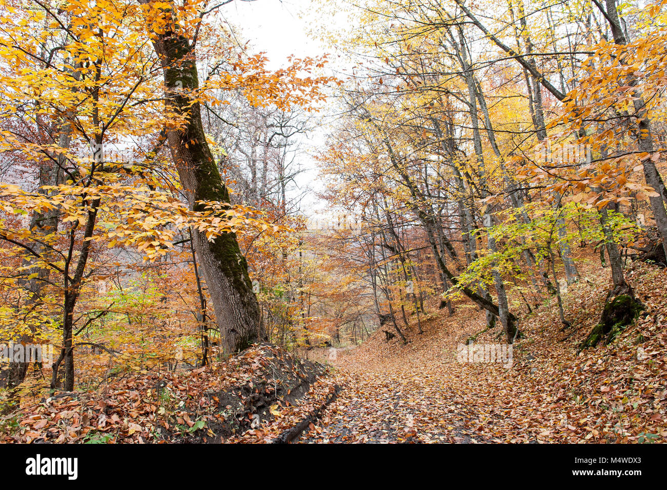 Dilijan hi-res stock photography and images - Alamy