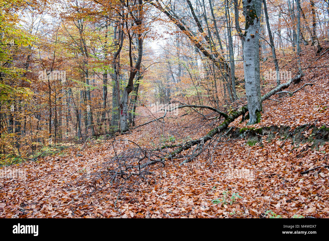 Dilijan national park hi-res stock photography and images - Alamy