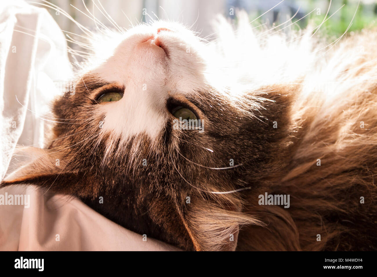 Tortoiseshell and white cat, Norwegian Forest cat, upside down, long ...