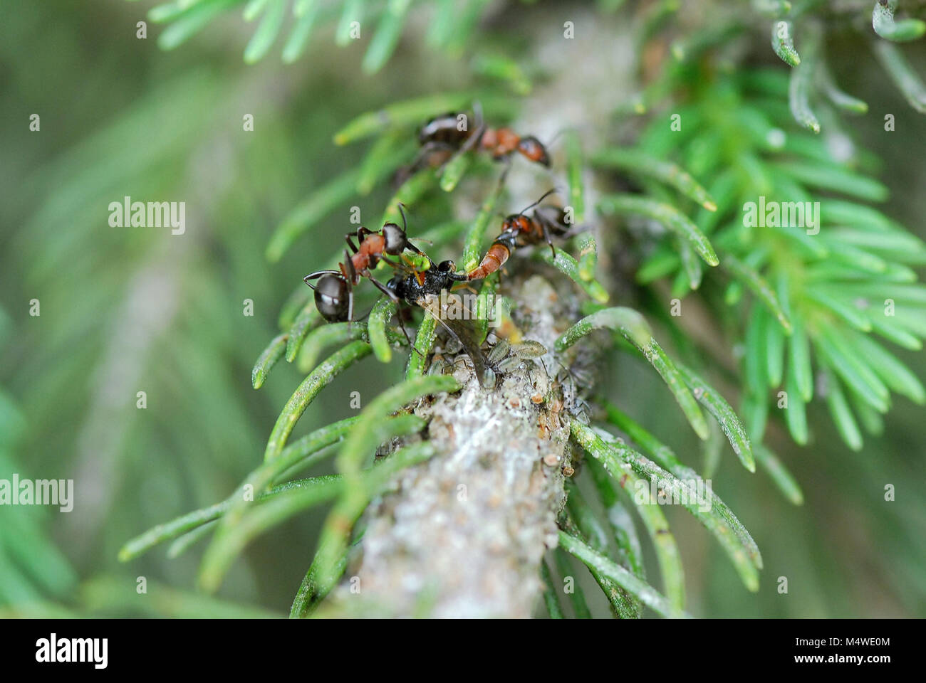 3 ants hi-res stock photography and images - Alamy