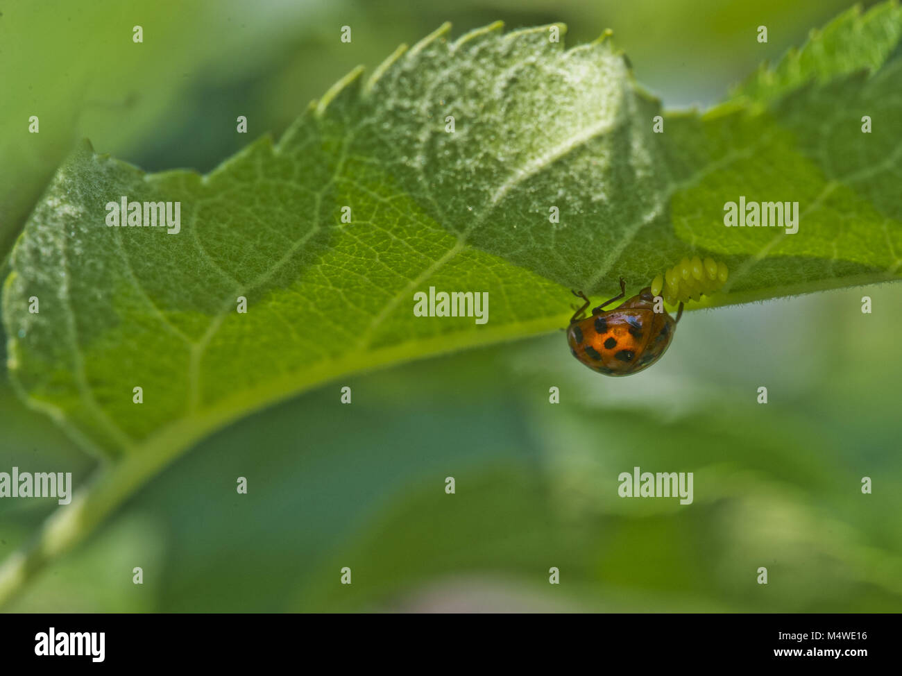 Asian ladybird 1 Stock Photo - Alamy