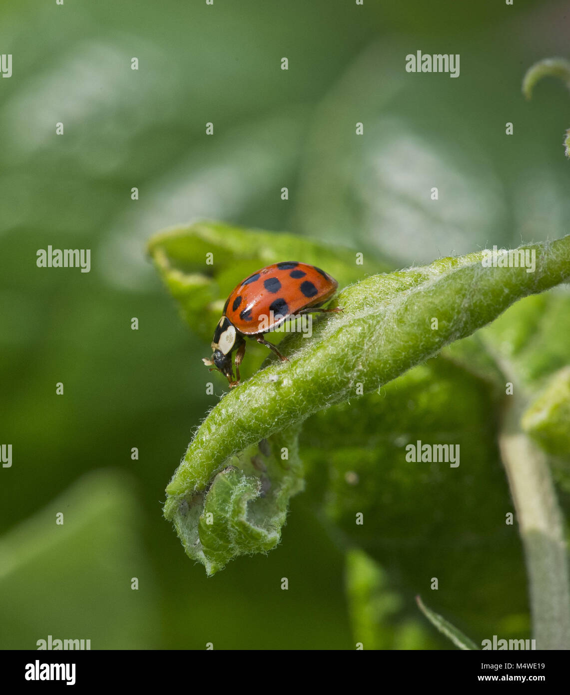 Asian ladybird 3 Stock Photo - Alamy