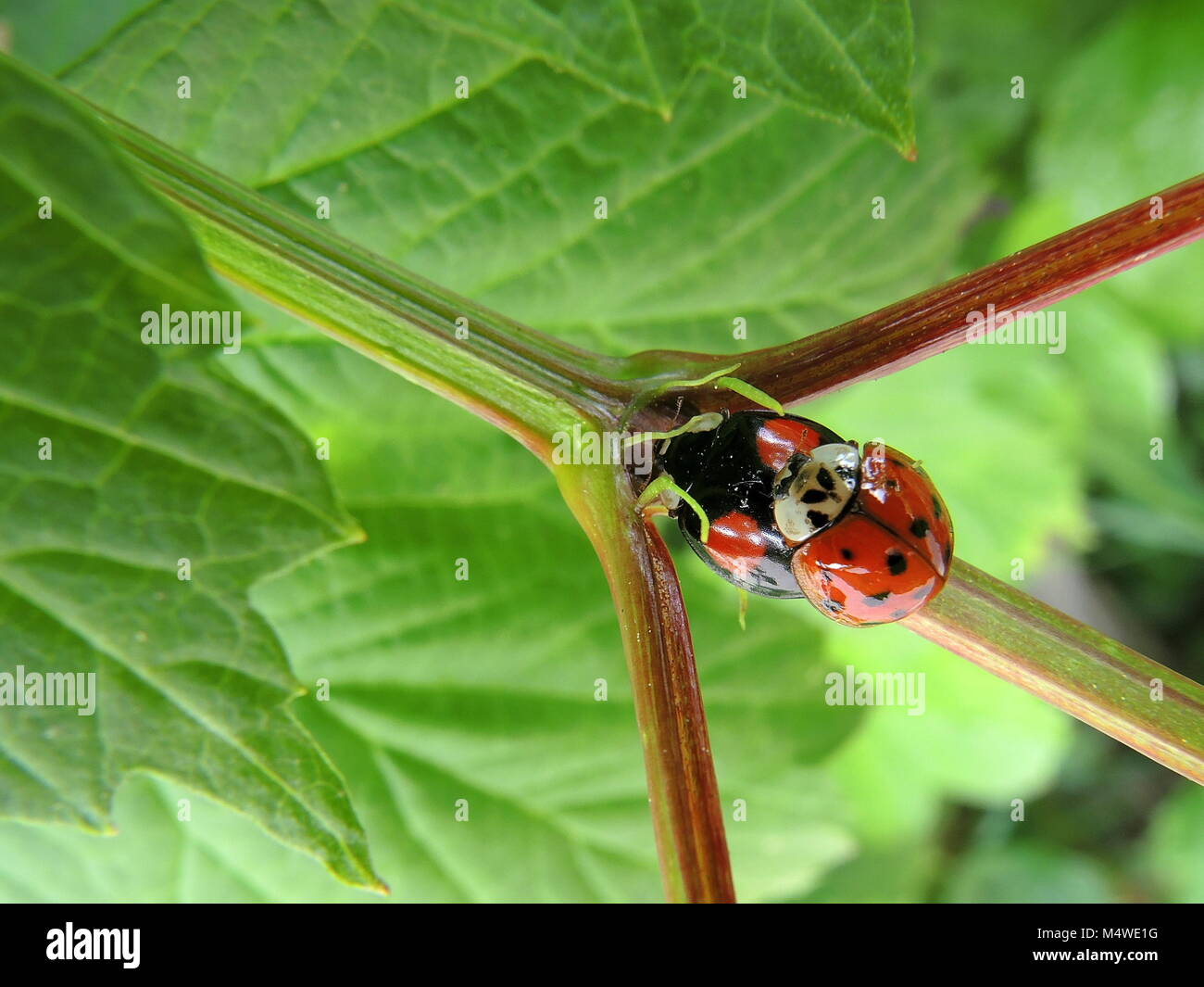 Plant protectants hi-res stock photography and images - Alamy