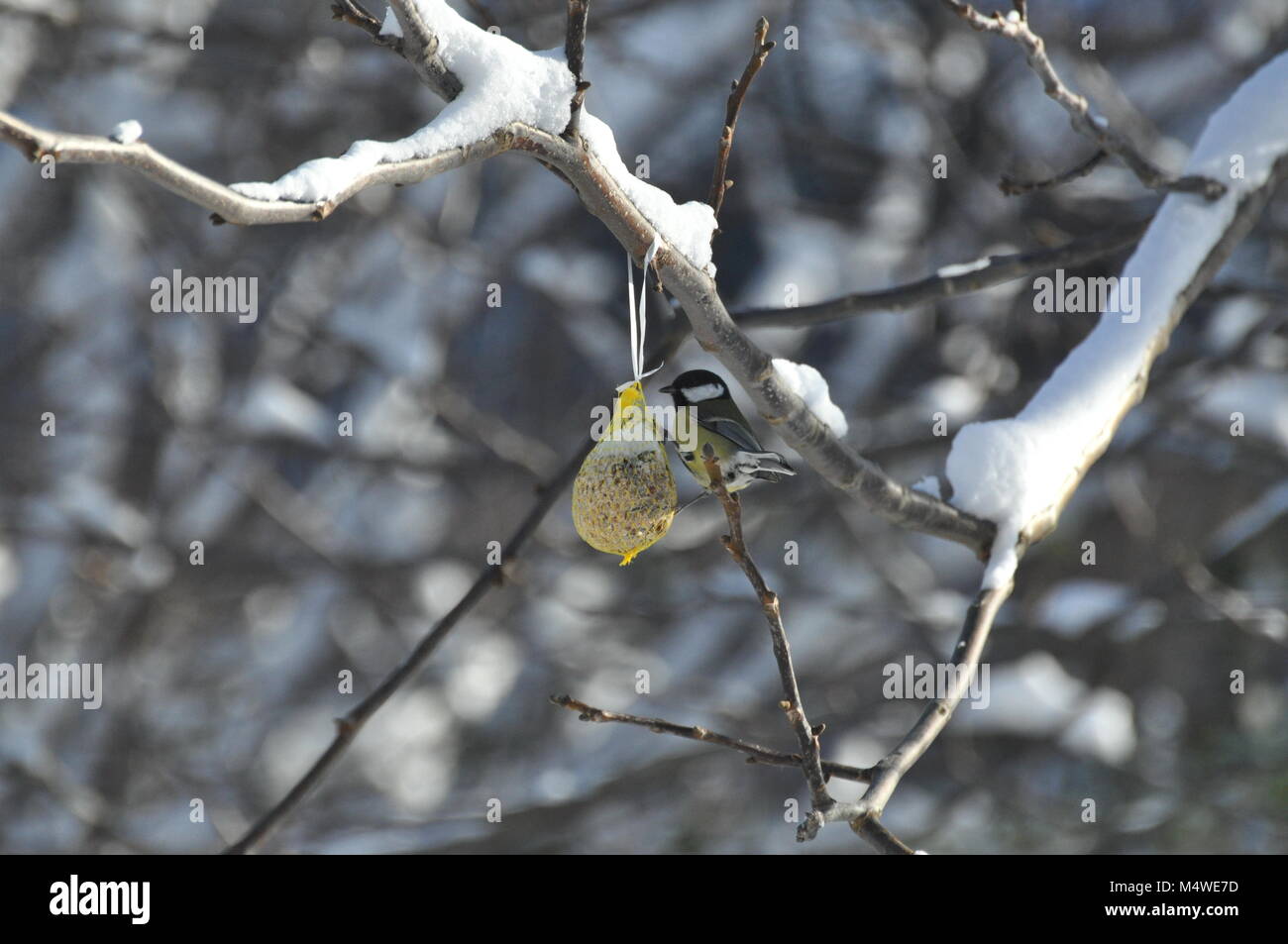 Birds winter 2 Stock Photo - Alamy