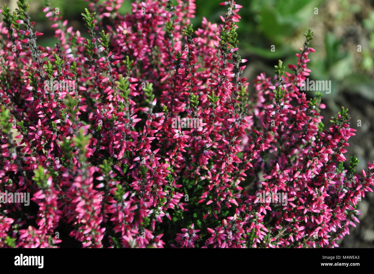 Calluna vulgaris 1 Stock Photo - Alamy