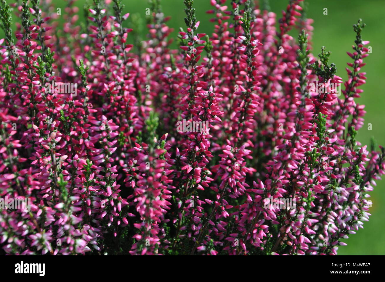 Calluna vulgaris 2 Stock Photo - Alamy