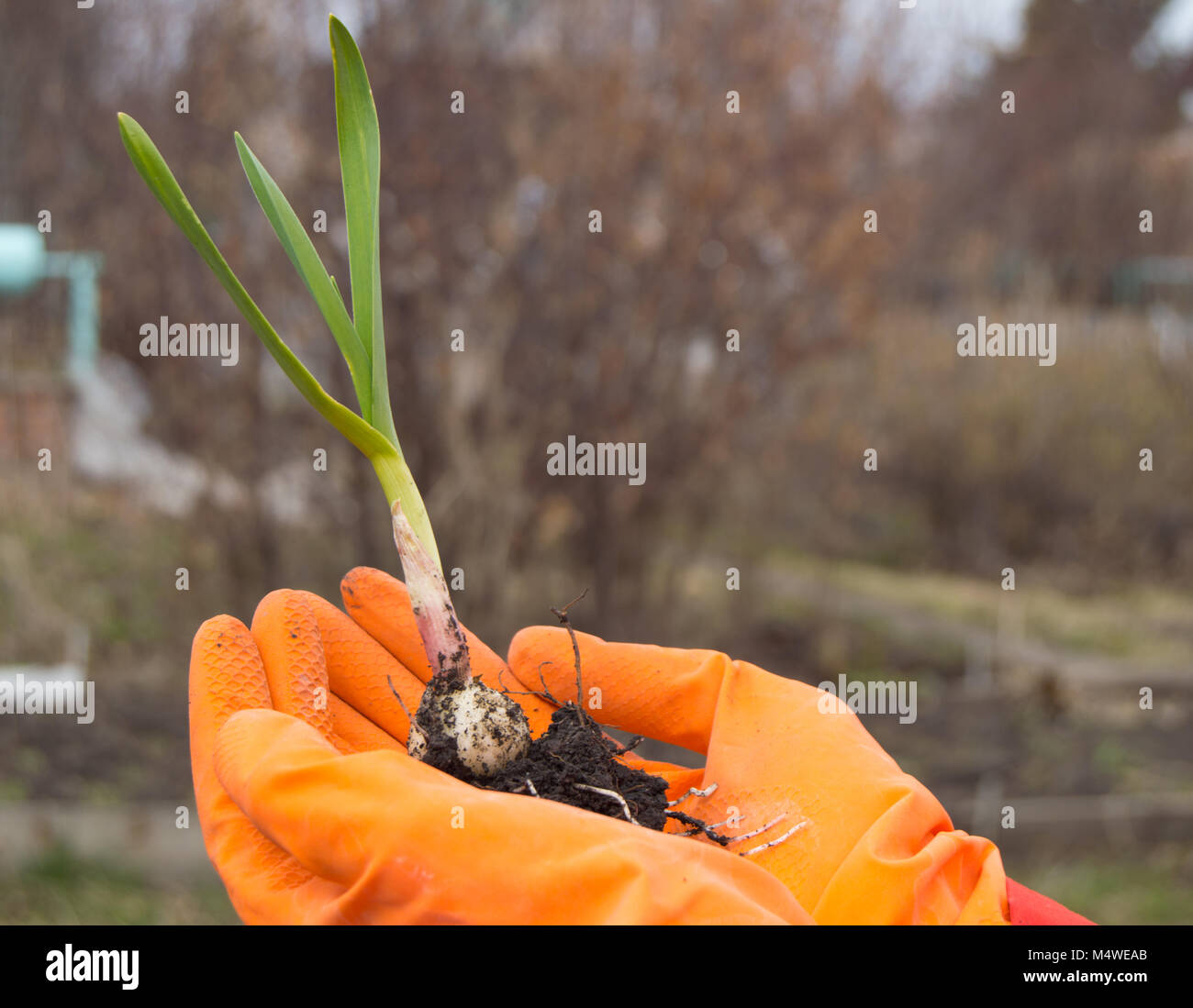 woman's hands in rubber gloves planting plant garlic. Concept of labor ...