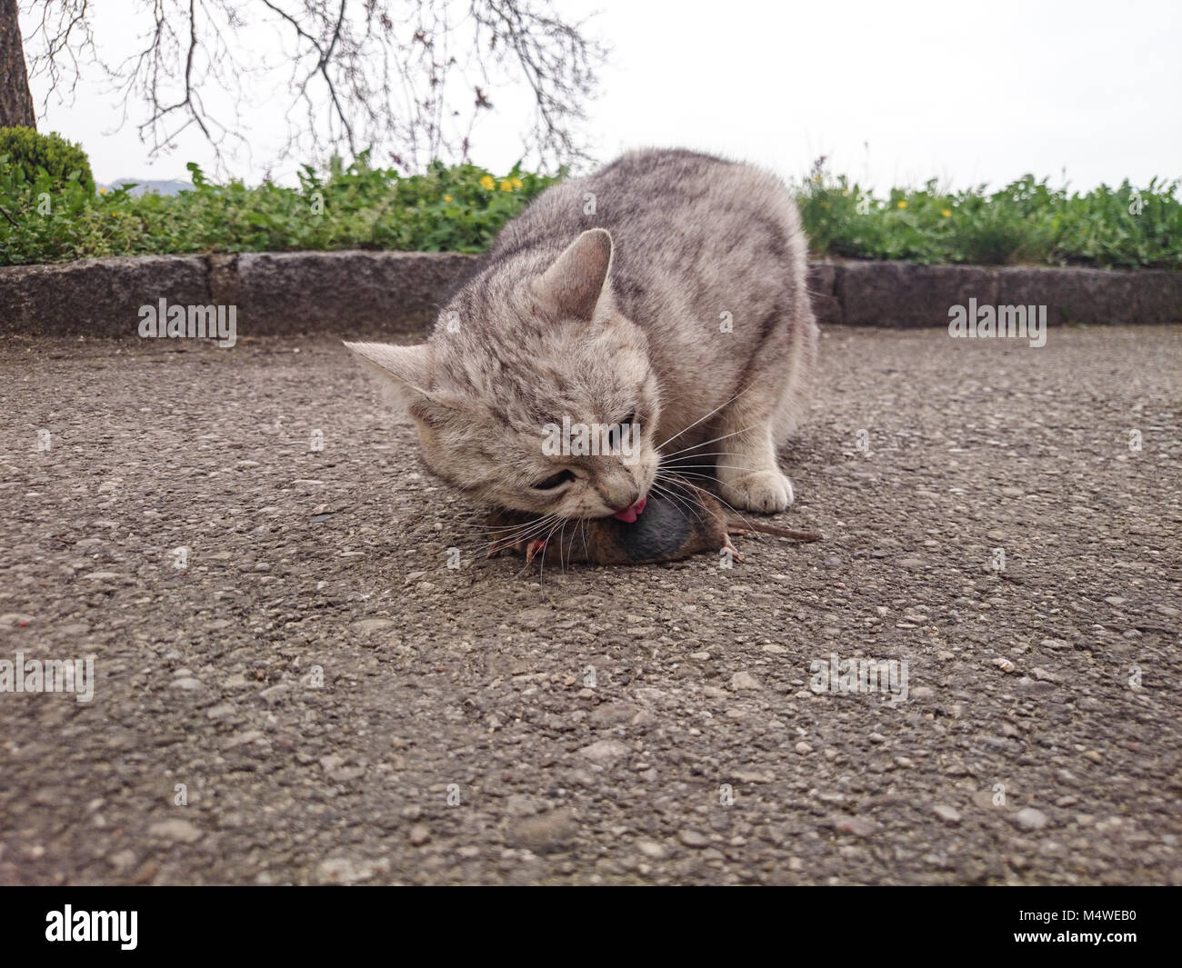 Cat eats mouse Stock Photo - Alamy