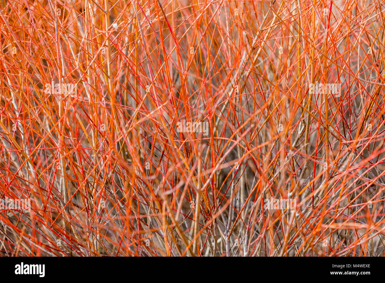 Hedge without leaves in winter hi-res stock photography and images - Alamy