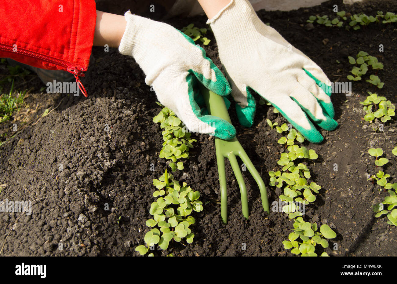 Woman wearing gardening gloves holding a rake and shovel, caring for ...
