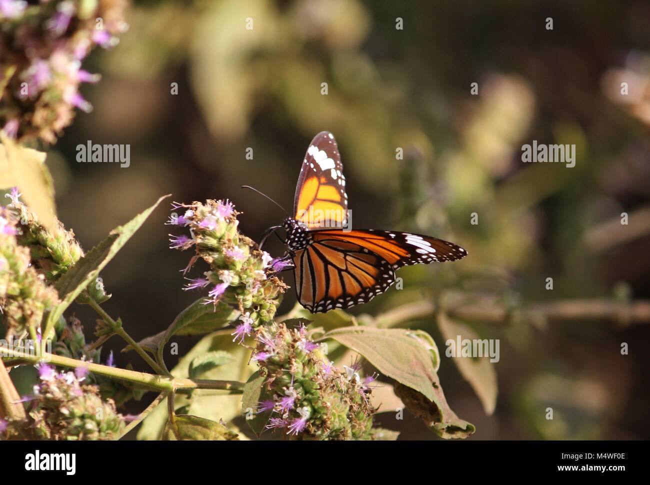 Tungareshwar wildlife sanctuary hi-res stock photography and images - Alamy