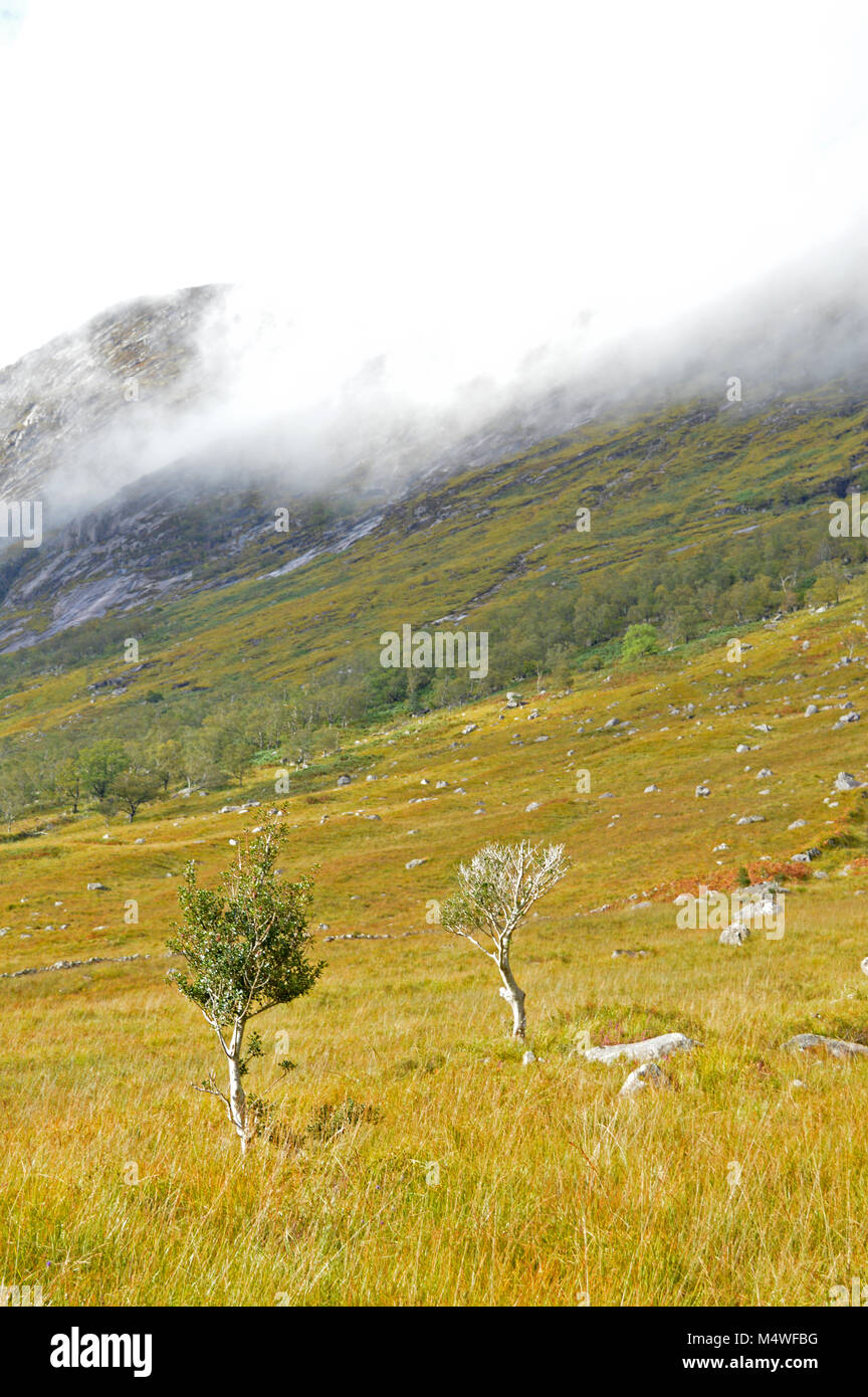 Lone tree on hillside Glen Etive Stock Photo - Alamy