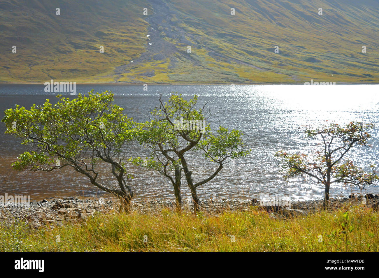 Loch etive shoreline hi-res stock photography and images - Alamy