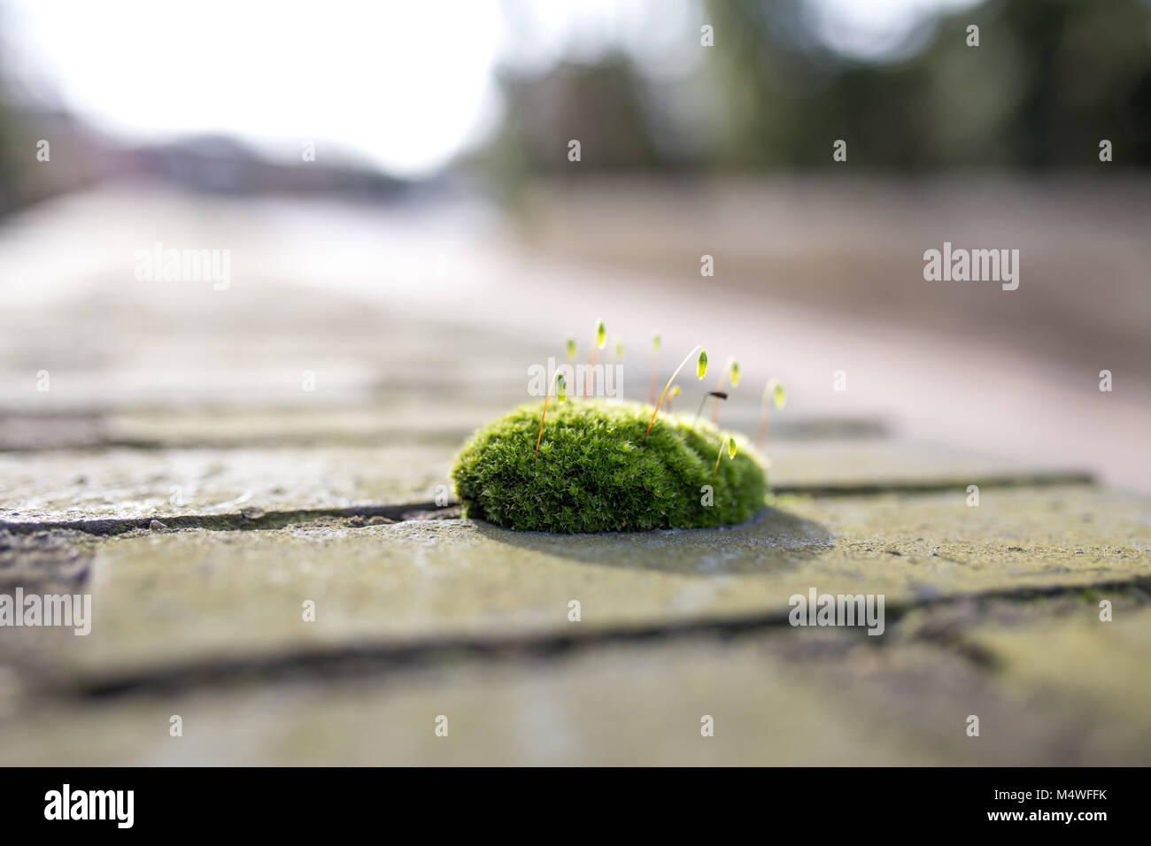 Growing lump hi-res stock photography and images - Alamy
